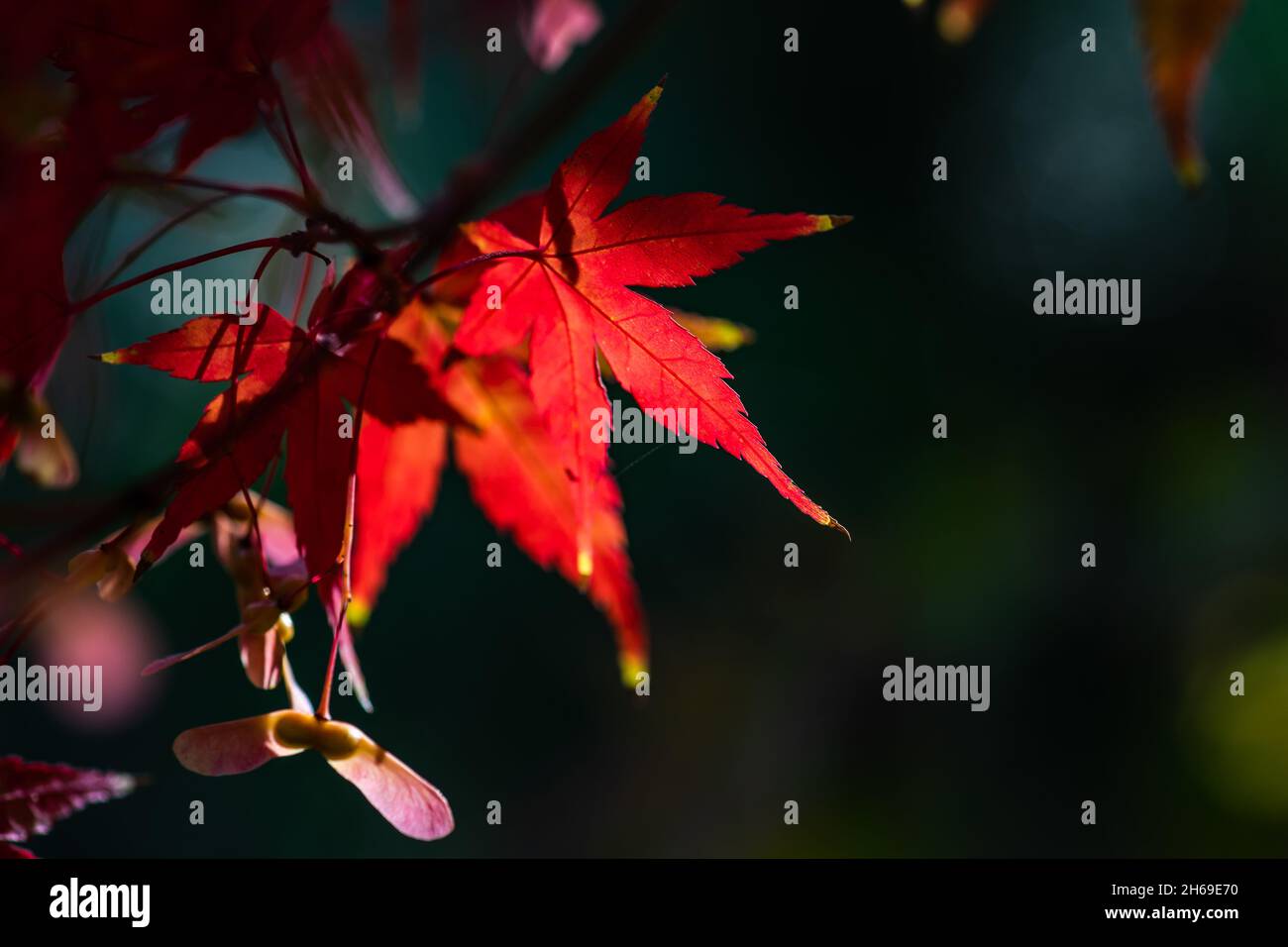 Japanese red maple tree leaves as a autumnal background Stock Photo - Alamy