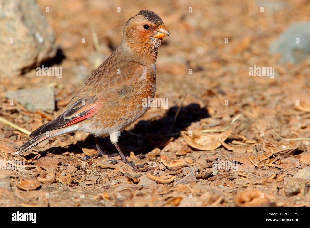 An adult African crimson-winged finch (Rhodopechys alienus) in the ...