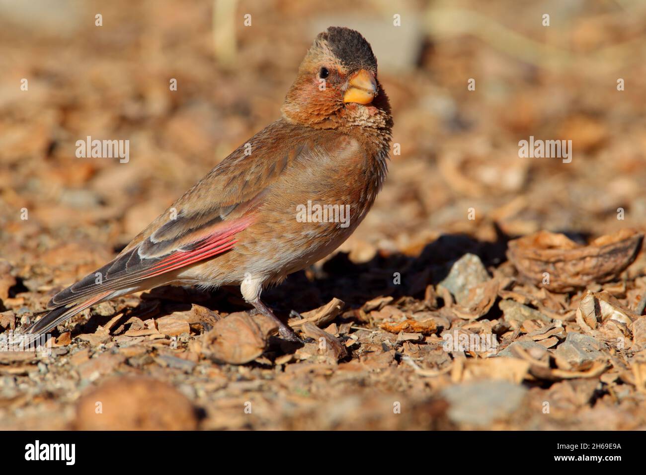 An adult African crimson-winged finch (Rhodopechys alienus) in the ...