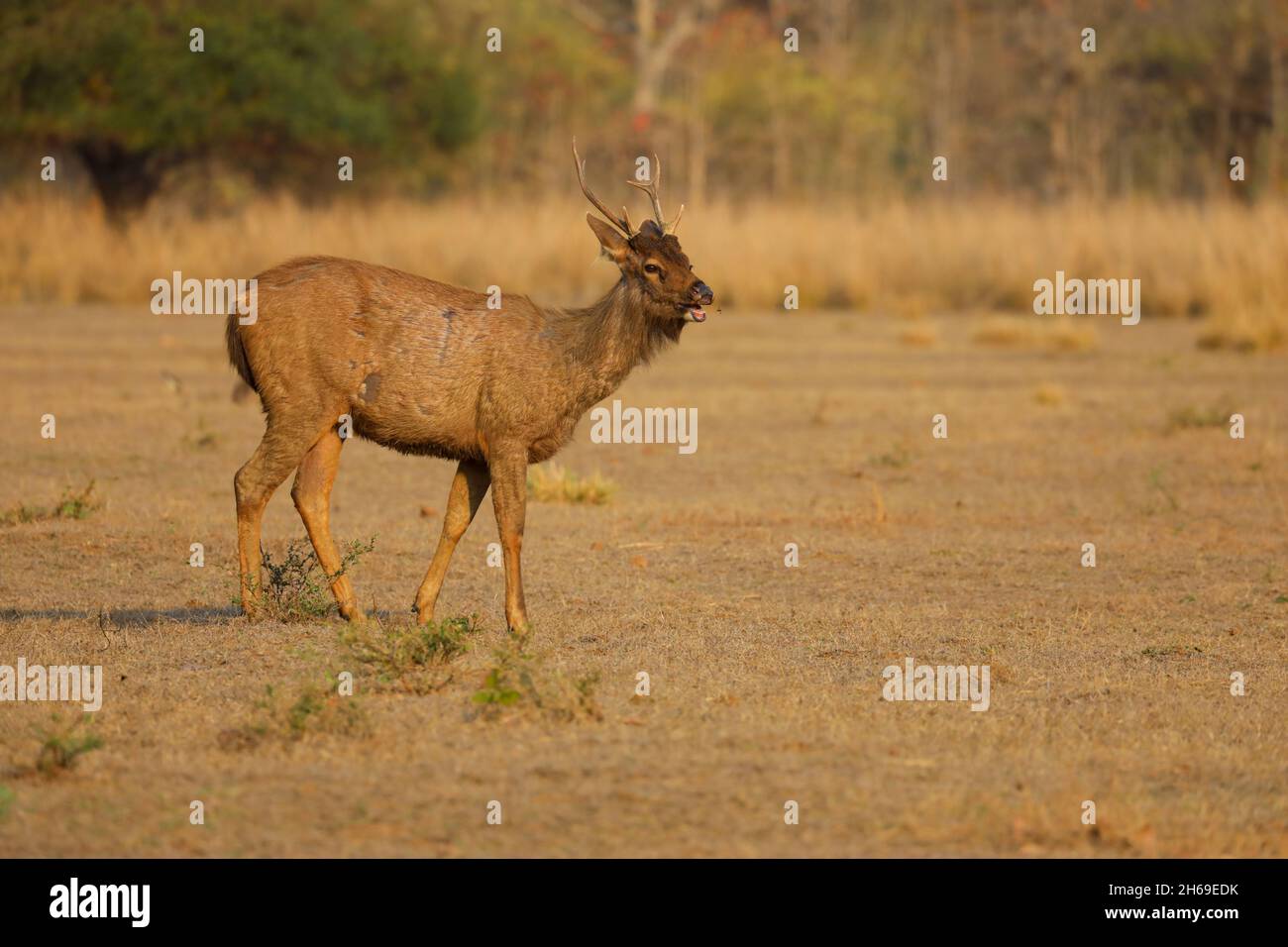 Sambar deer stag india hi-res stock photography and images - Alamy