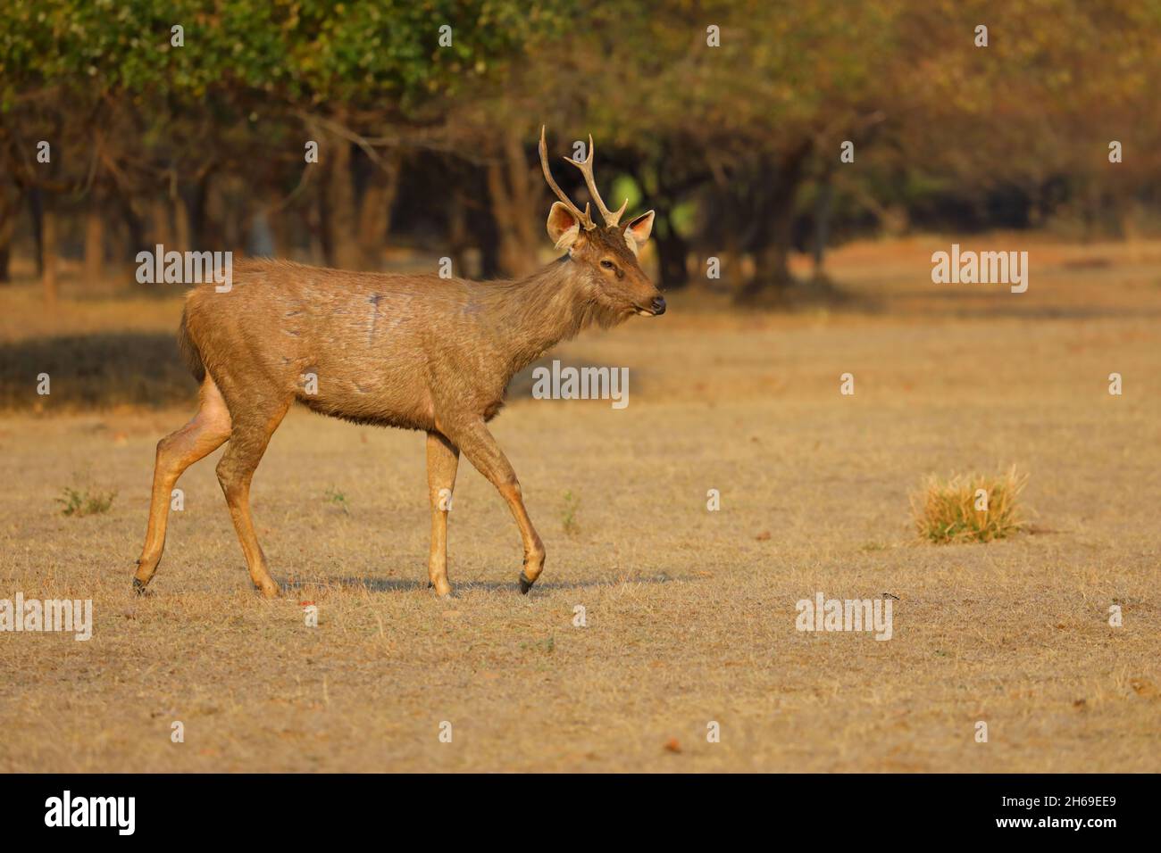 Sambar stag india hi-res stock photography and images - Alamy