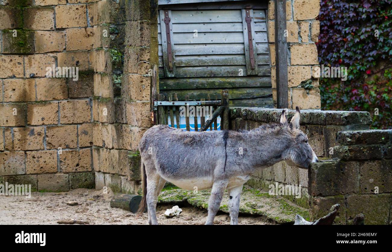 Donkey house hi-res stock photography and images - Alamy