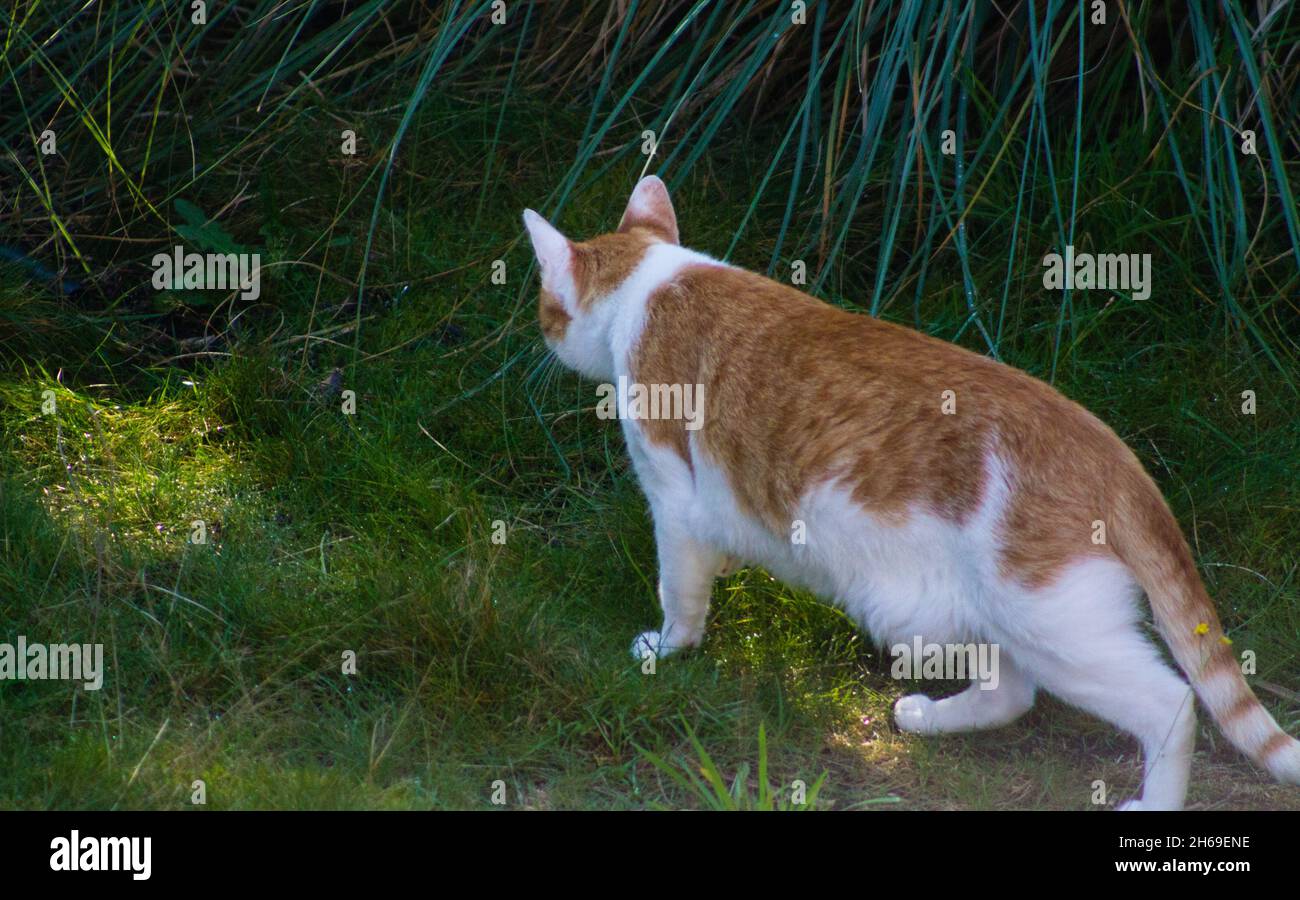 Ginger cat hunting hi-res stock photography and images - Alamy