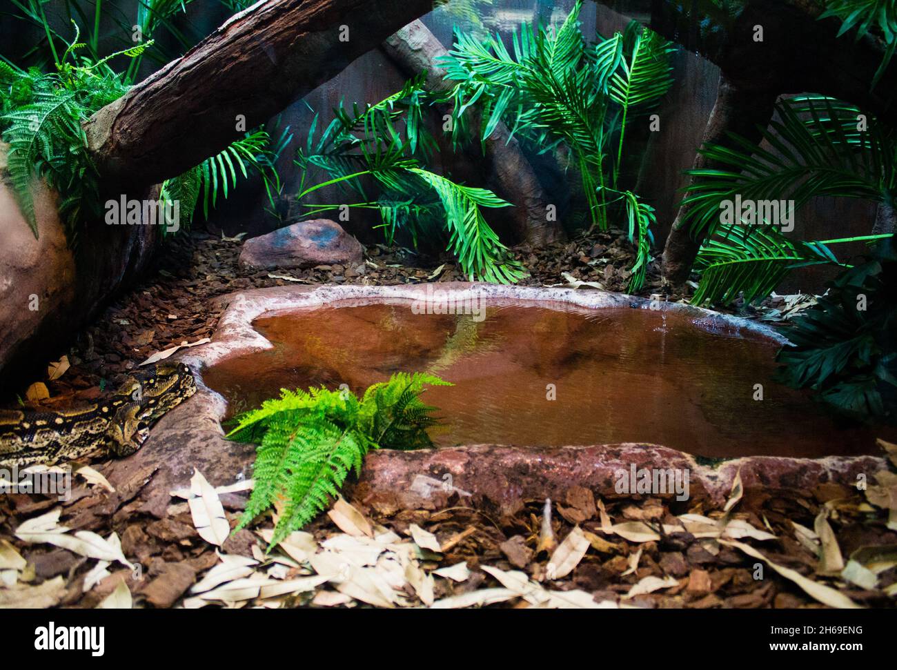 A small pond in a forest with fern plants Stock Photo - Alamy