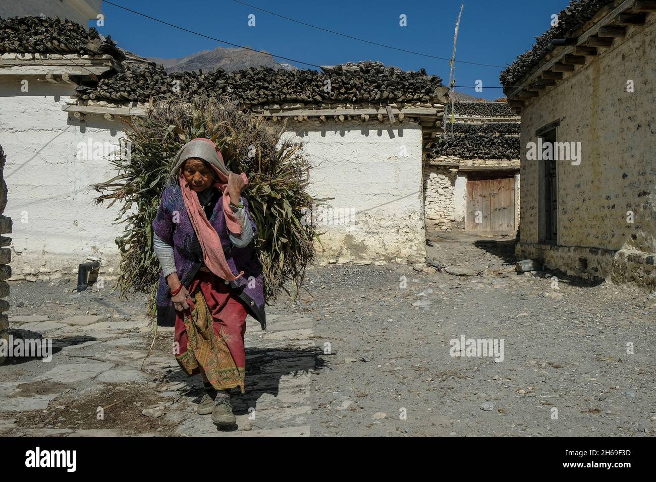 Thini, Nepal - November 2021: A woman carrying grass in the Thini ...