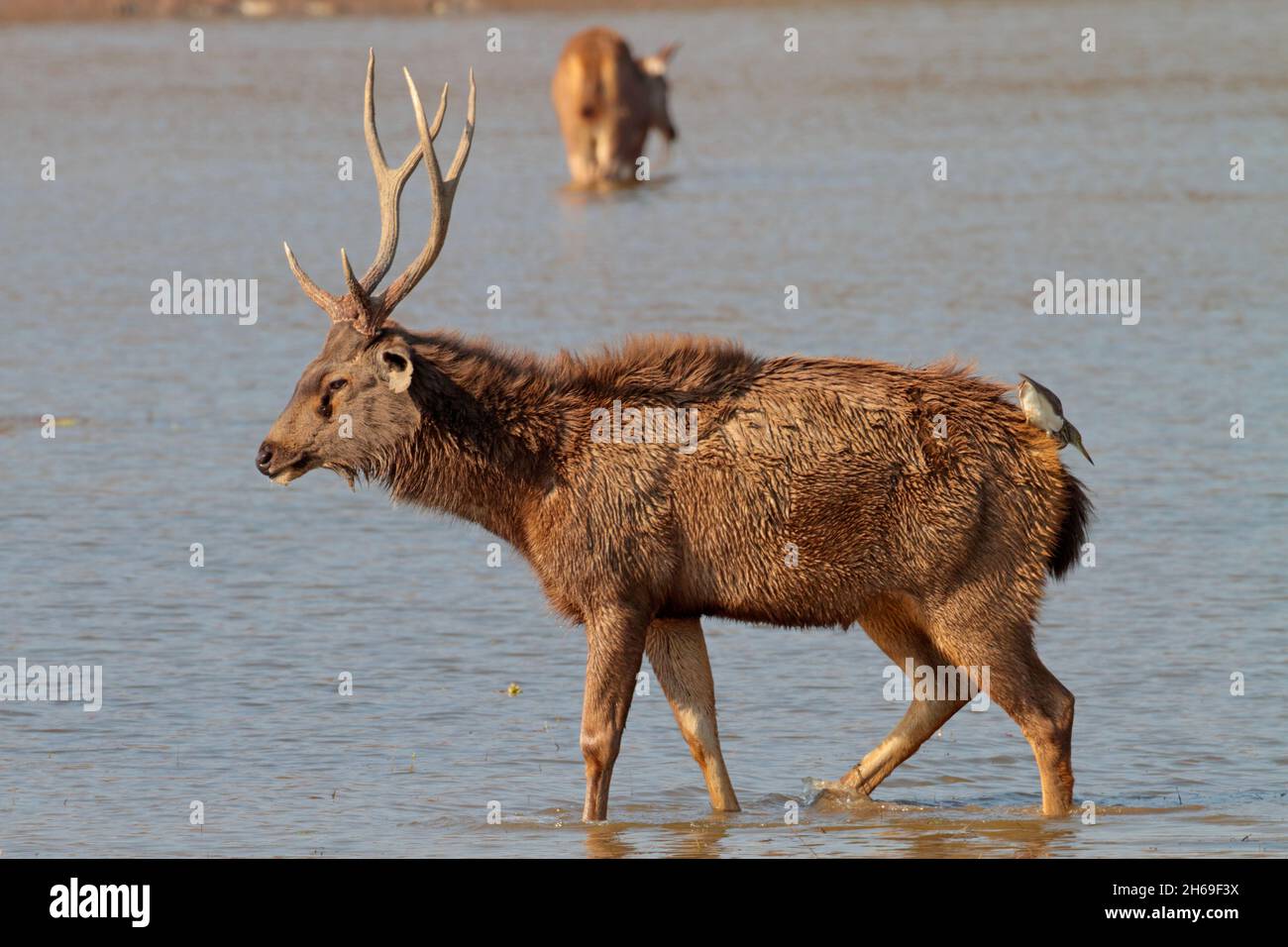 A Sambar deer stag (Rusa unicolor) wading through a lake with an Indian ...