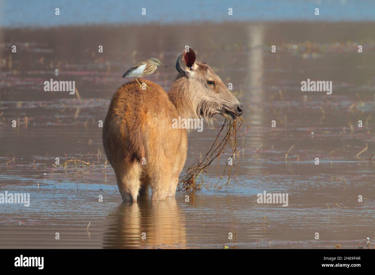 A Sambar deer hind (Rusa unicolor) wading through a lake with an Indian ...