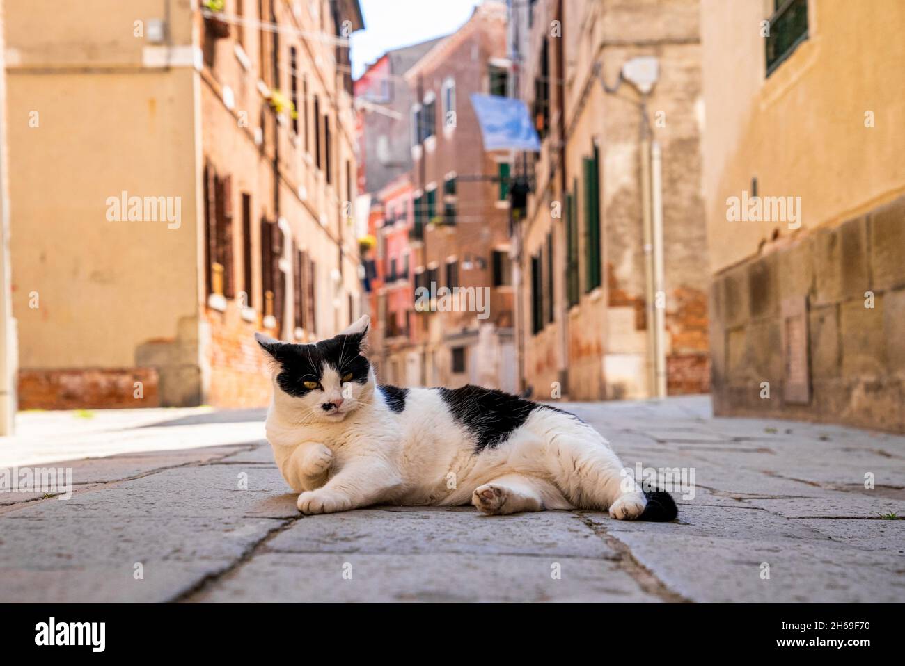 Stray pattern hi-res stock photography and images - Alamy