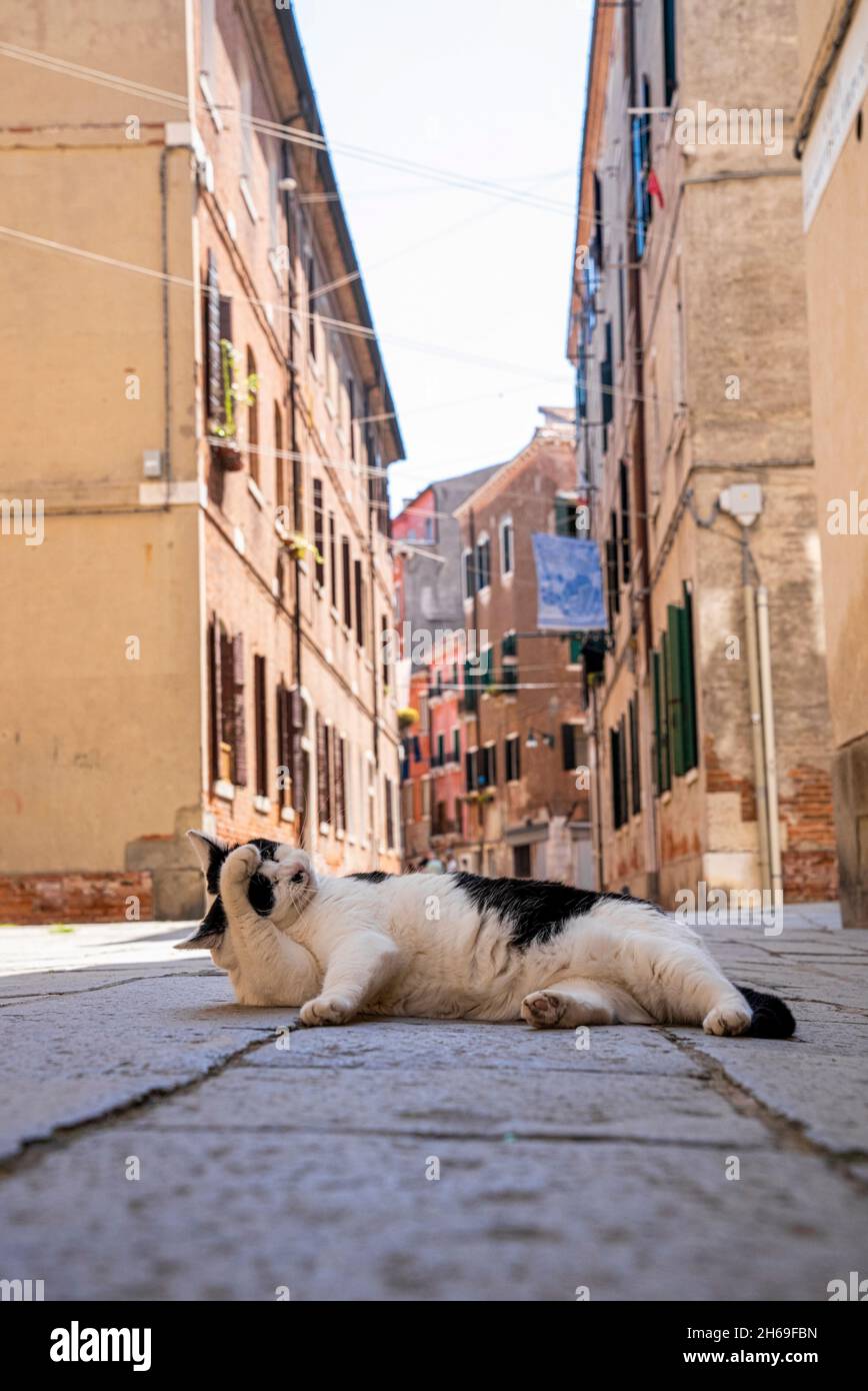 Stray cat relaxing on footpath of ancient residential alley Stock Photo ...