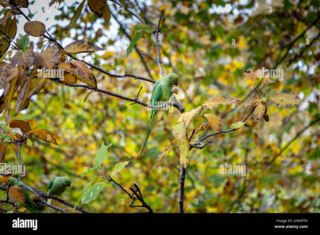 Ring necked parakeets tree uk hi-res stock photography and images - Alamy