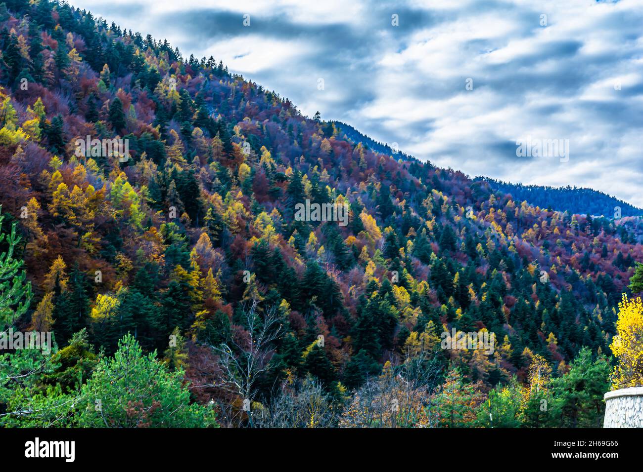 The colors of autumn in the Maira Valley. Larch, beech, maple and fir ...