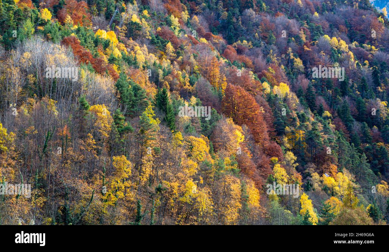 The colors of autumn in the Maira Valley. Larch, beech, maple and fir ...