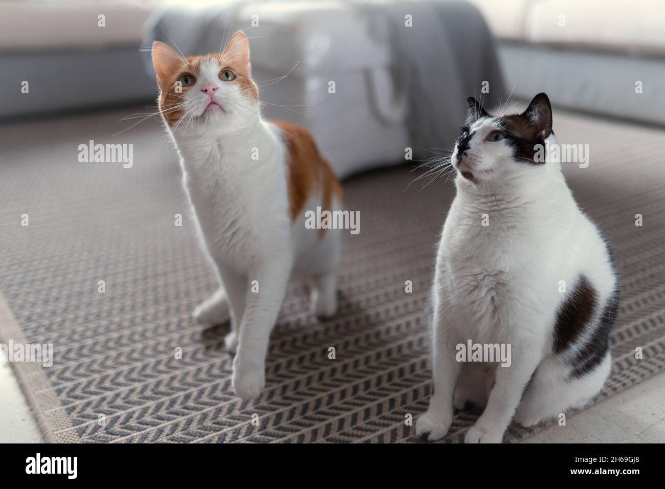 two domestic white cats sitting on the carpet, play together Stock ...
