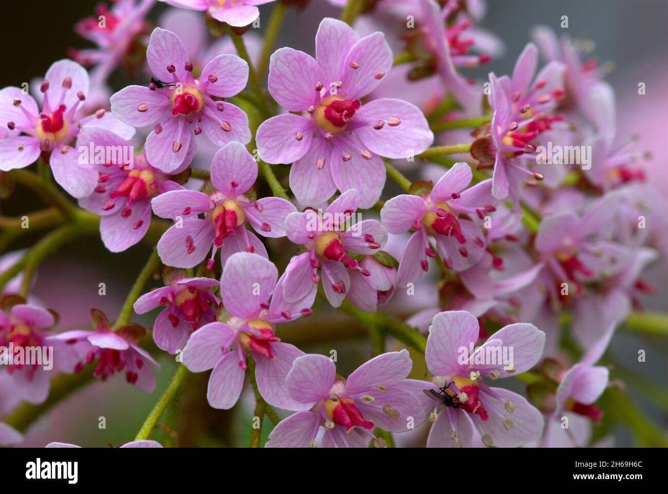 Darmera peltata flower hi-res stock photography and images - Alamy
