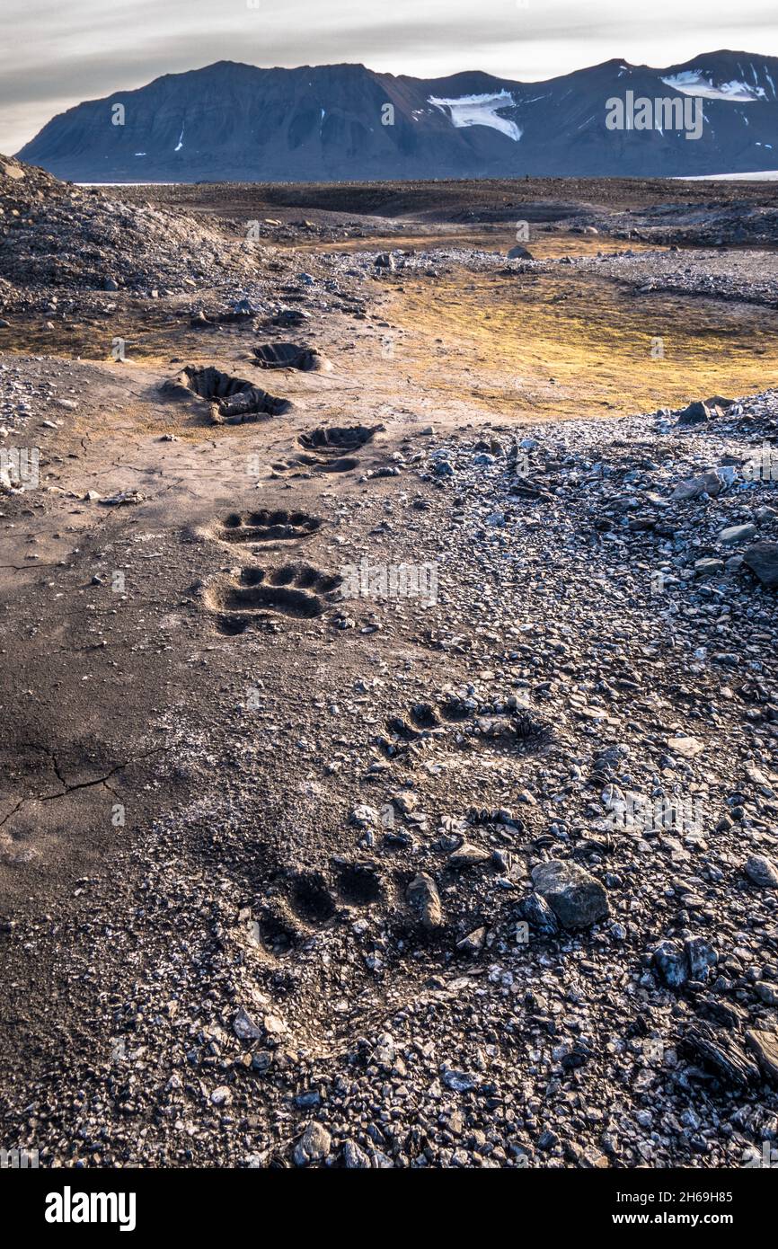 Polar bear foot prints in the mud, Svalbard Stock Photo - Alamy