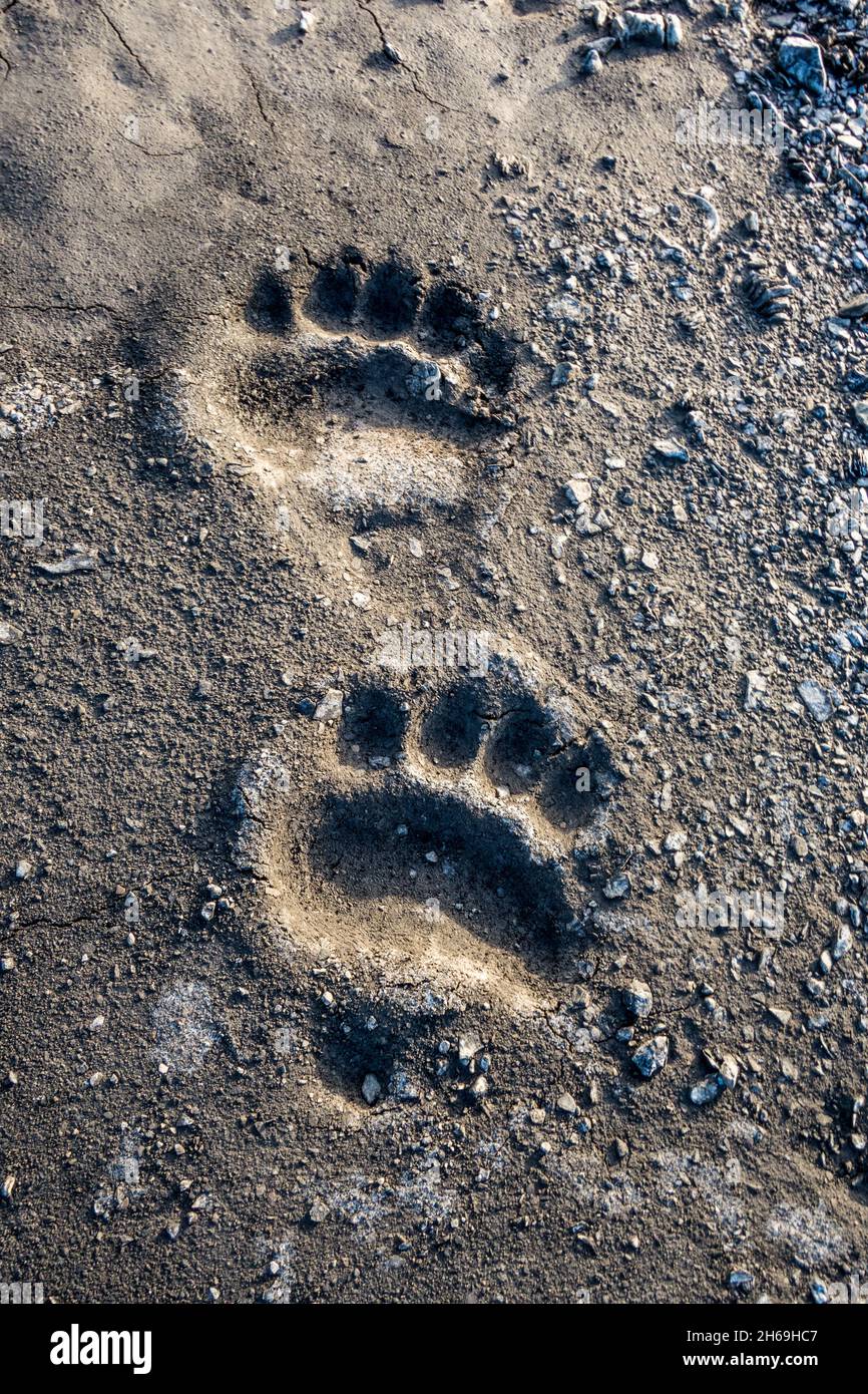Polar bear foot prints in the mud, Svalbard Stock Photo - Alamy