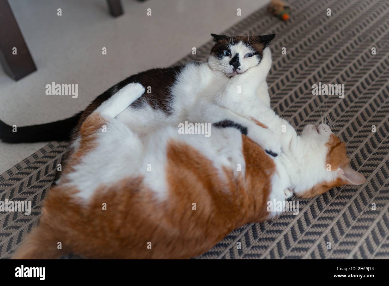 Cats living together hi-res stock photography and images - Alamy