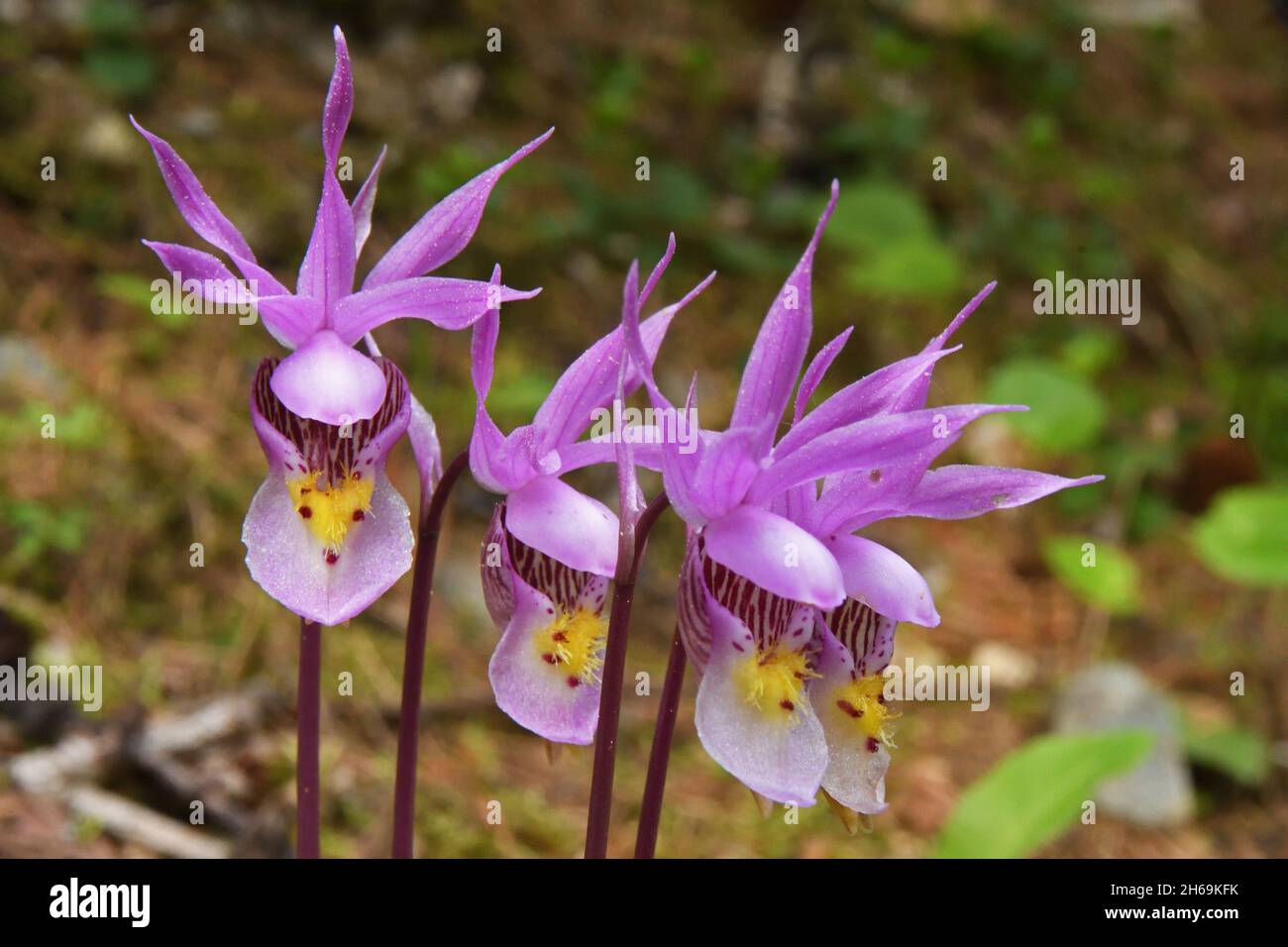 Fairy slipper calypso bulbosa hi-res stock photography and images - Alamy