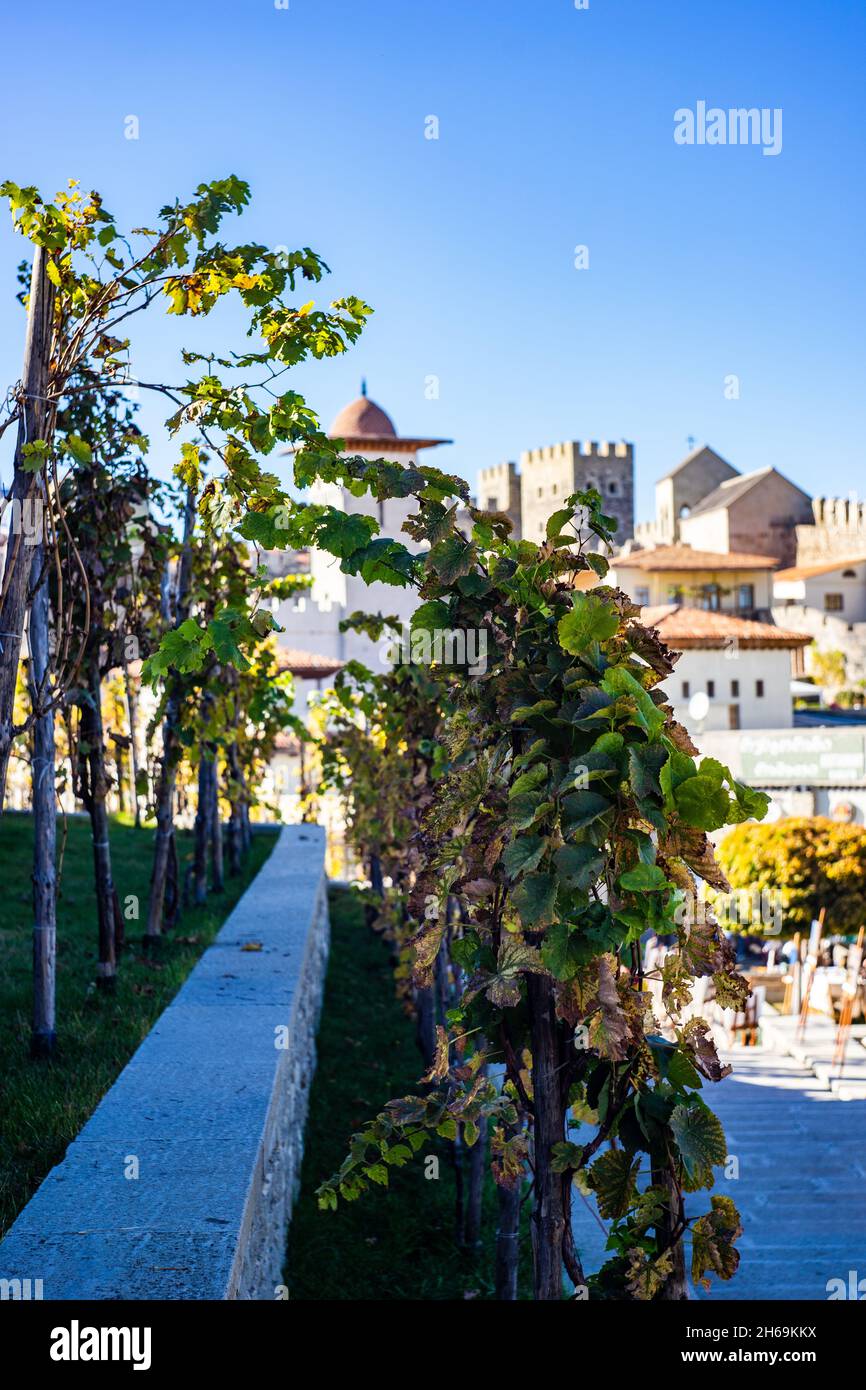 Grape vine plants in inner yard of medieval castle of Akhaltsikhe town ...