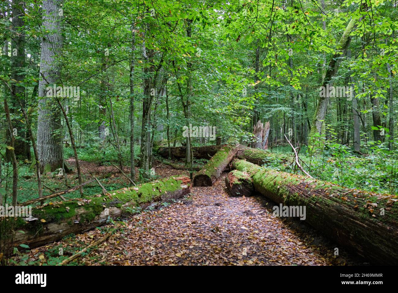 Autumnal deciduous tree stand with hornbeams and broken tree in ...