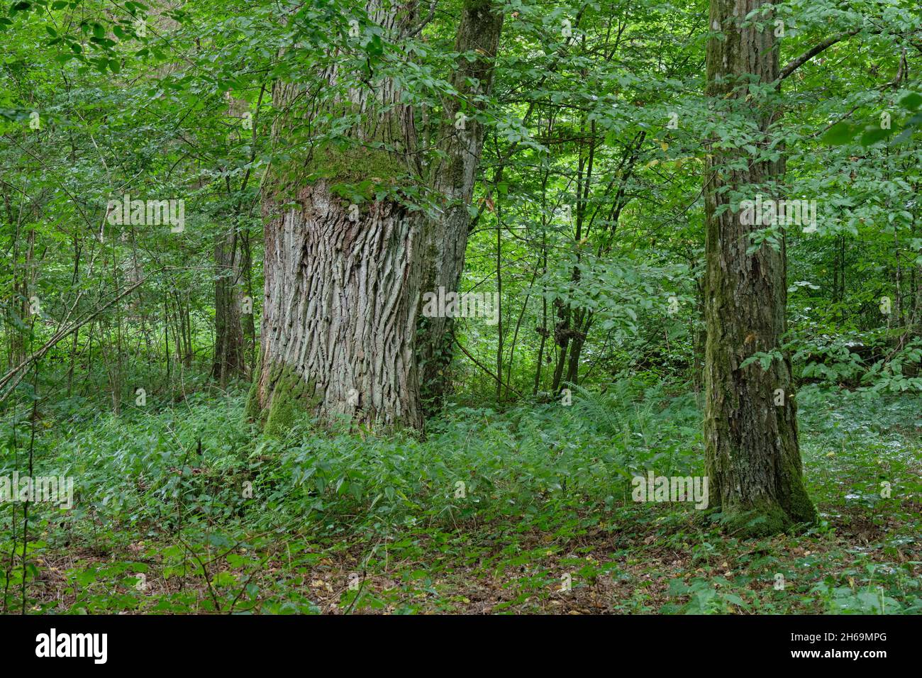 Old deciduous forest in summer with old oak tree in background ...