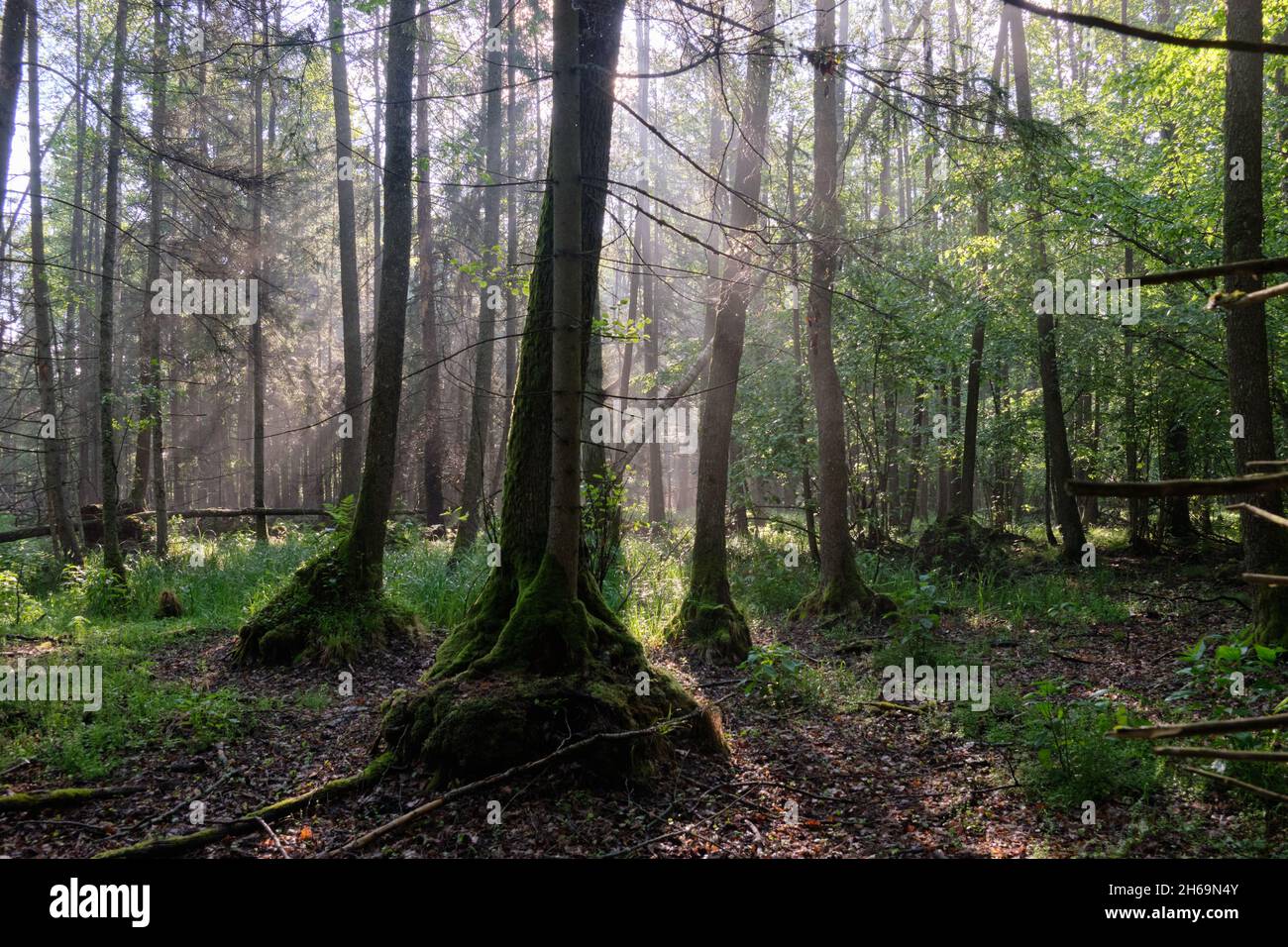 Sunbeam entering rich deciduous riparian stand in misty morning, just ...
