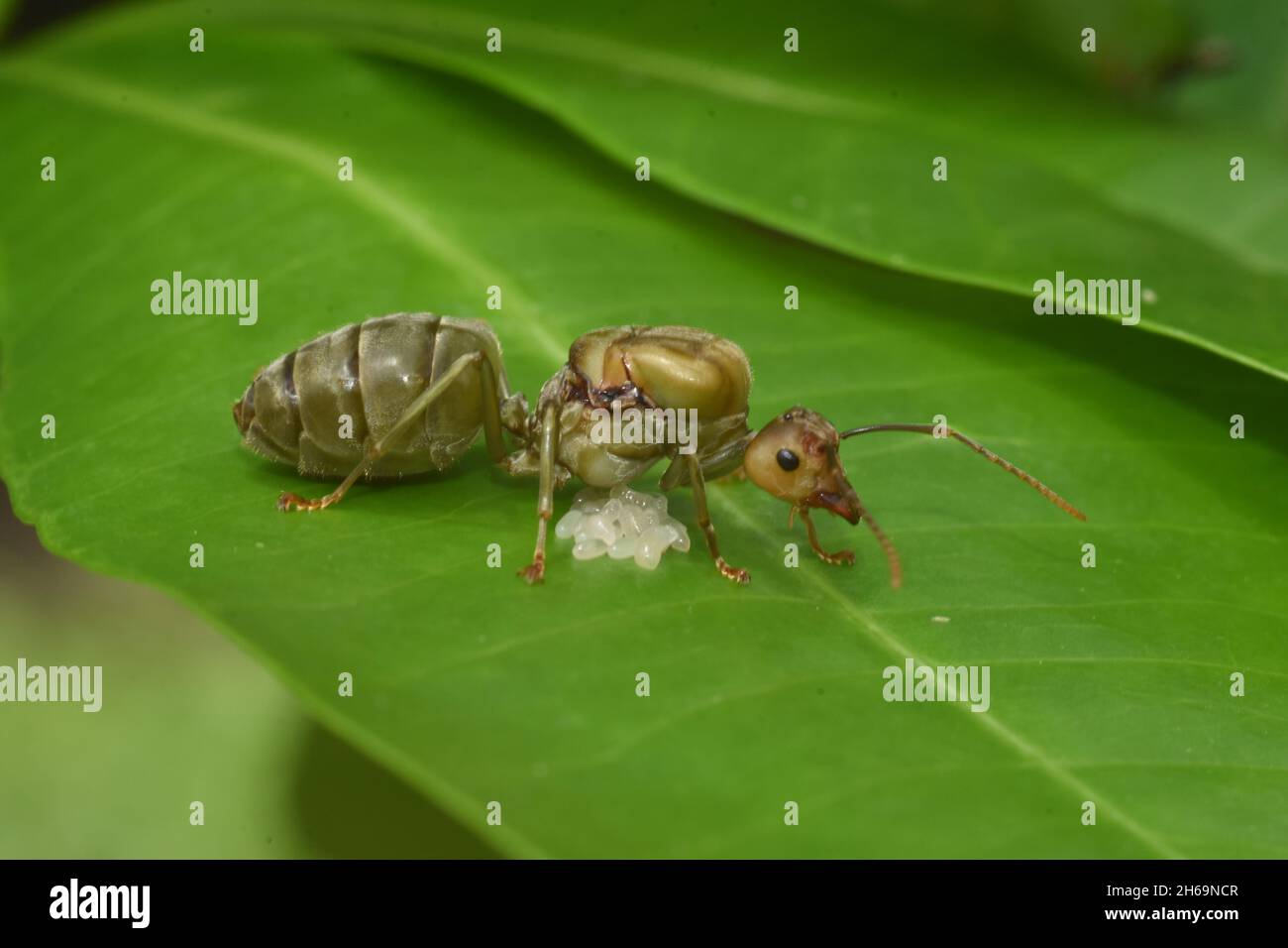 Ant queen after lying eggs hi-res stock photography and images - Alamy