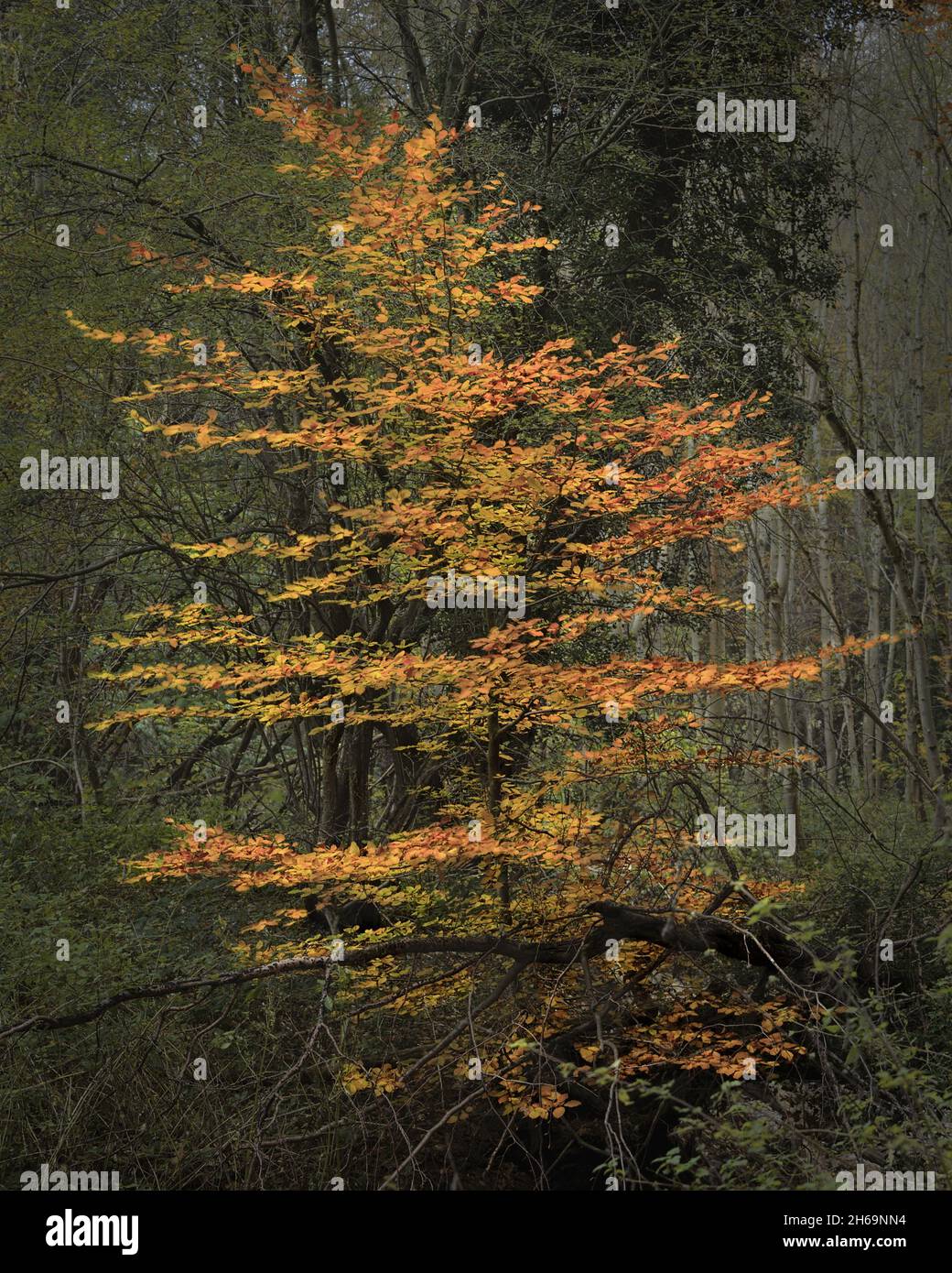 An autumnal beech tree sapling during the fall grows up from the thick ...