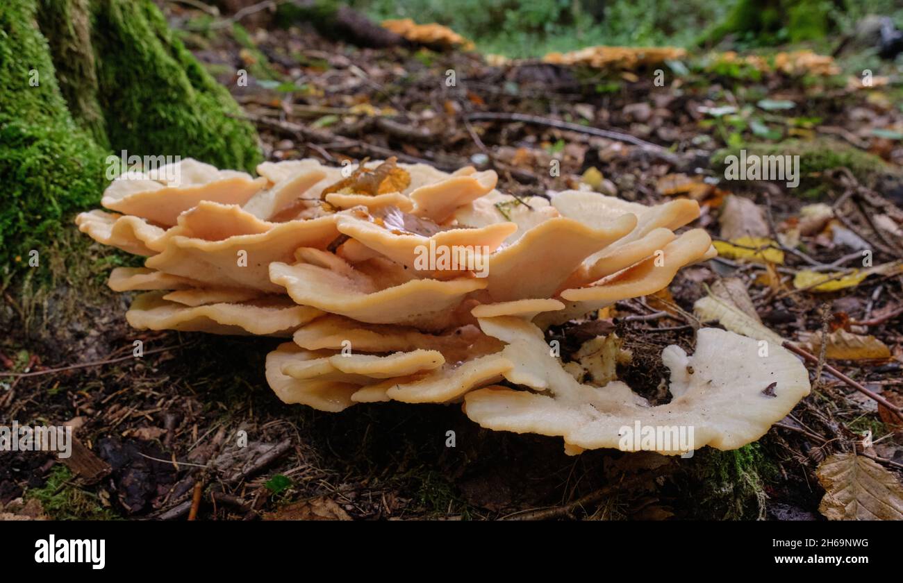 Polypous borealis hi-res stock photography and images - Alamy