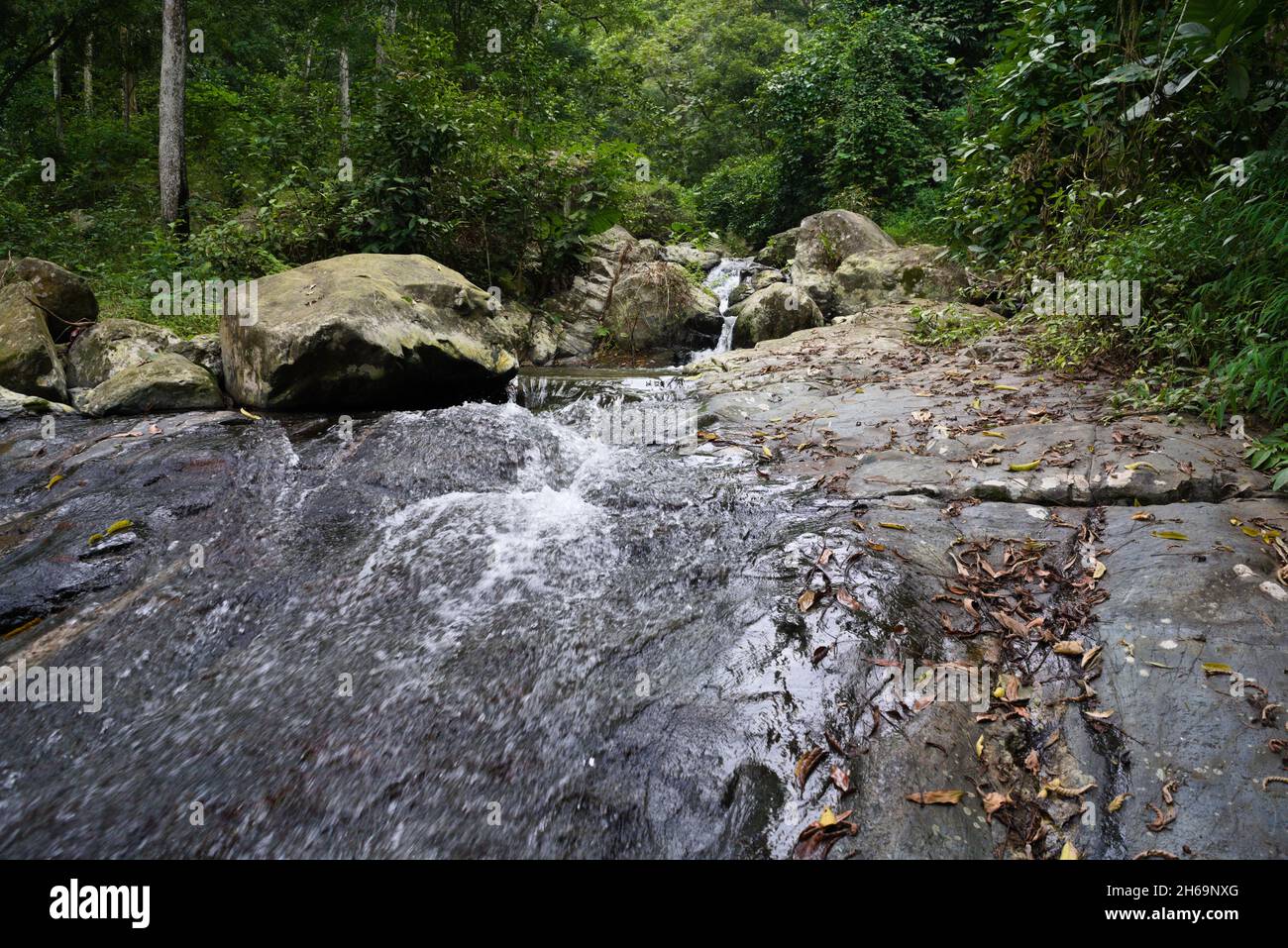 Forest upper soil hi-res stock photography and images - Alamy