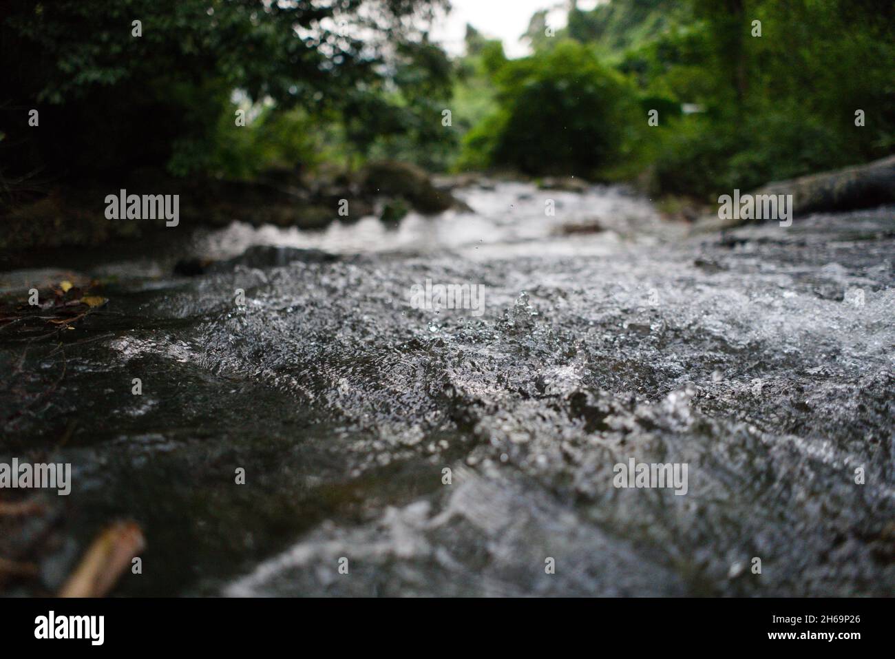 Forest upper soil hi-res stock photography and images - Alamy
