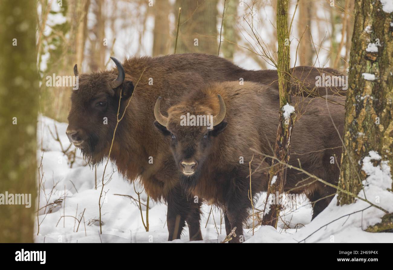 Two free ranging European Bison in wintertime forest, Bialowieza Forest ...