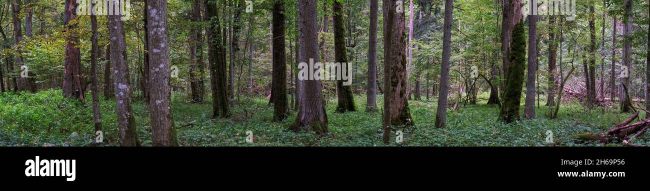 Natural european deciduous autumnal forest panorama with dead tree ...