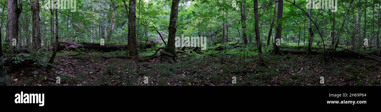 Natural european deciduous autumnal forest panorama with dead tree ...