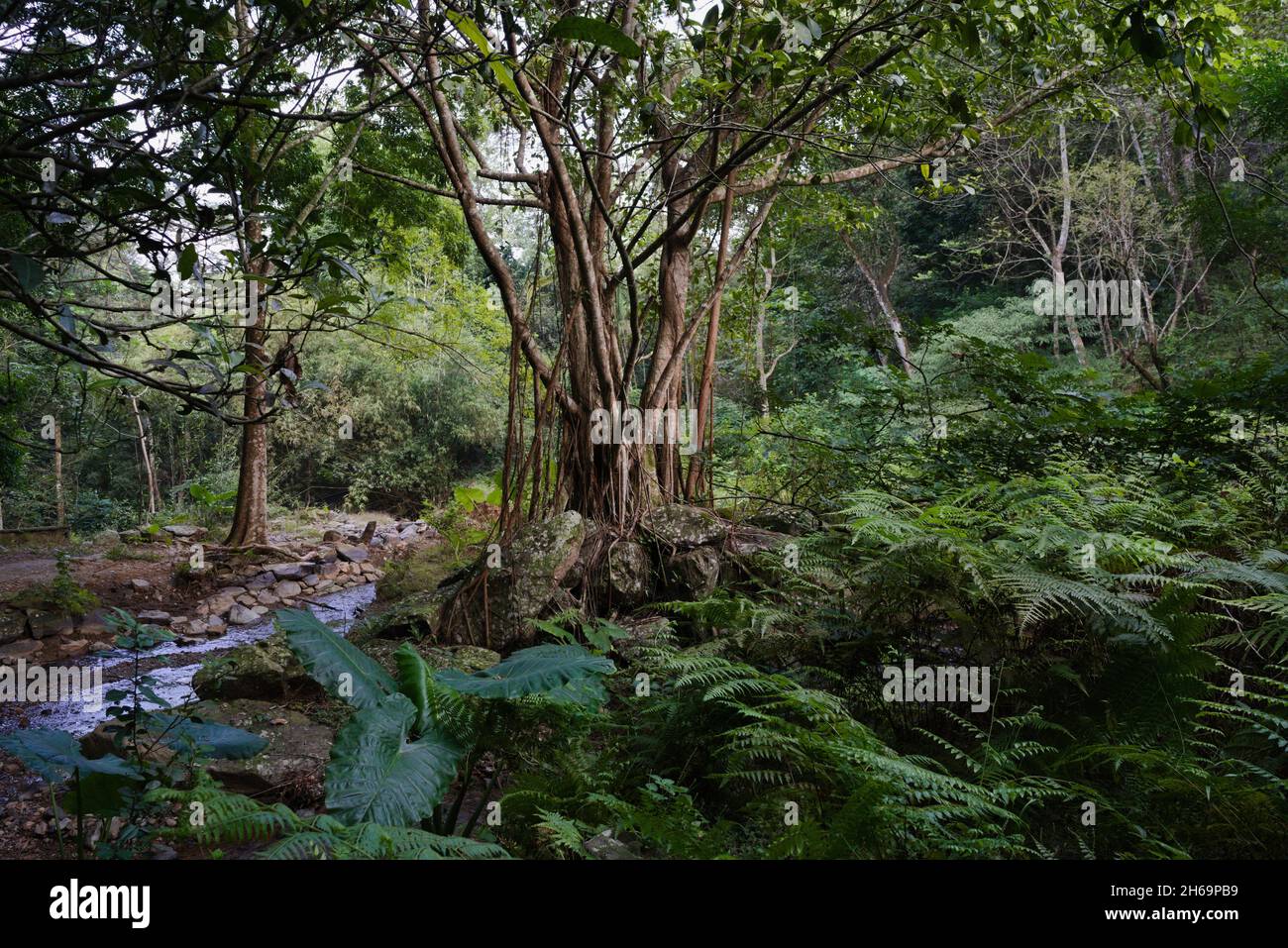 The great tree Stock Photo - Alamy