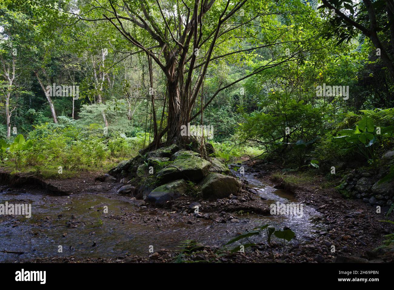 The great tree Stock Photo - Alamy