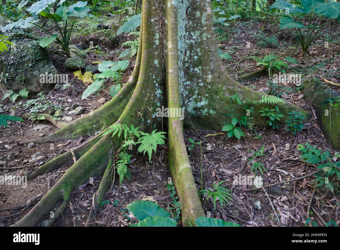The great tree Stock Photo - Alamy