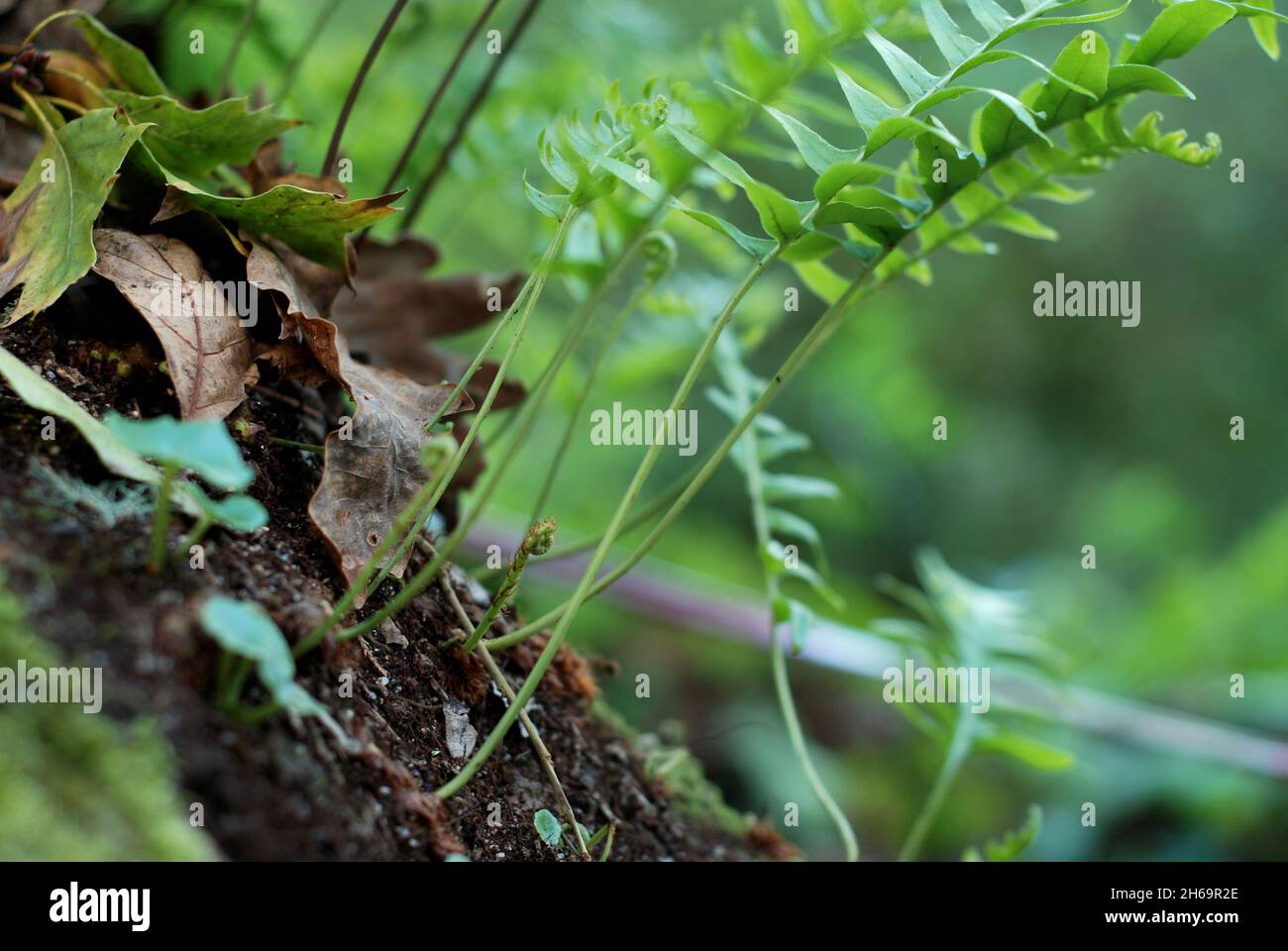 Forest fern plant hi-res stock photography and images - Alamy