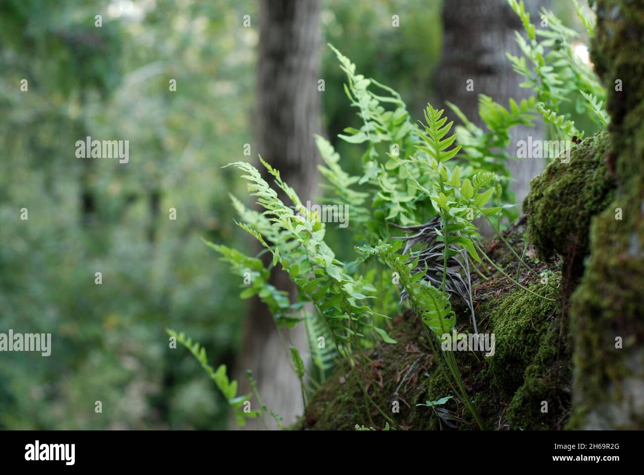 Forest fern plant hi-res stock photography and images - Alamy