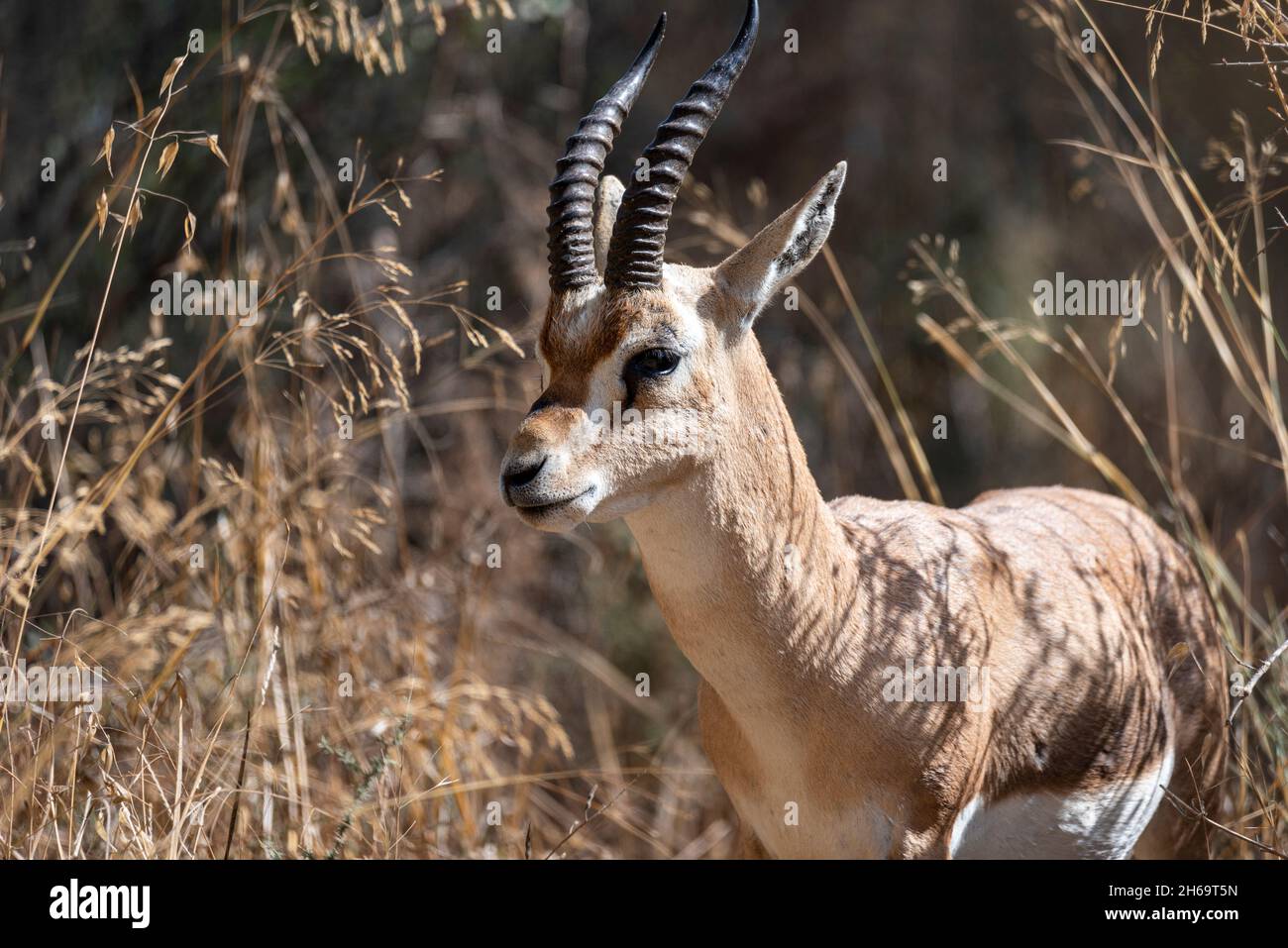 A male mountain gazelle in gazelle valley national park, Jerusalem ...