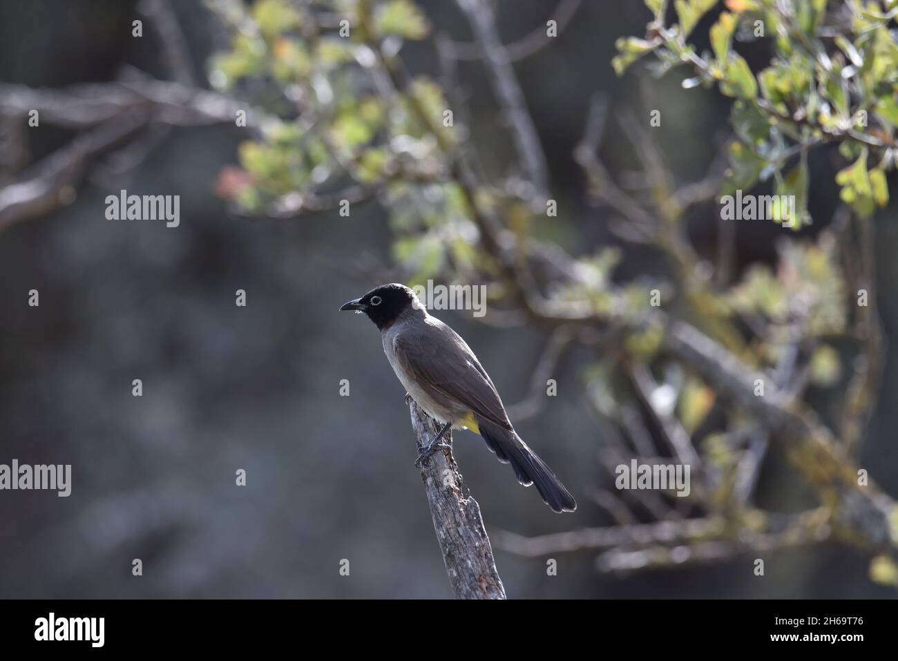 Common bulbul, black-eyed bulbul or brown bulbul (Pycnonotus barbatus ...