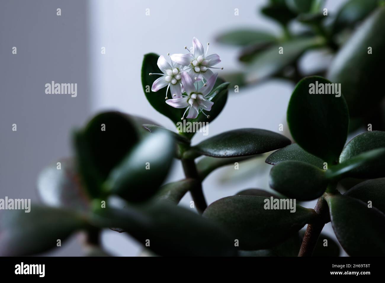 The money tree is blooming. Crassula ovata Bonsai style. Ornamental ...