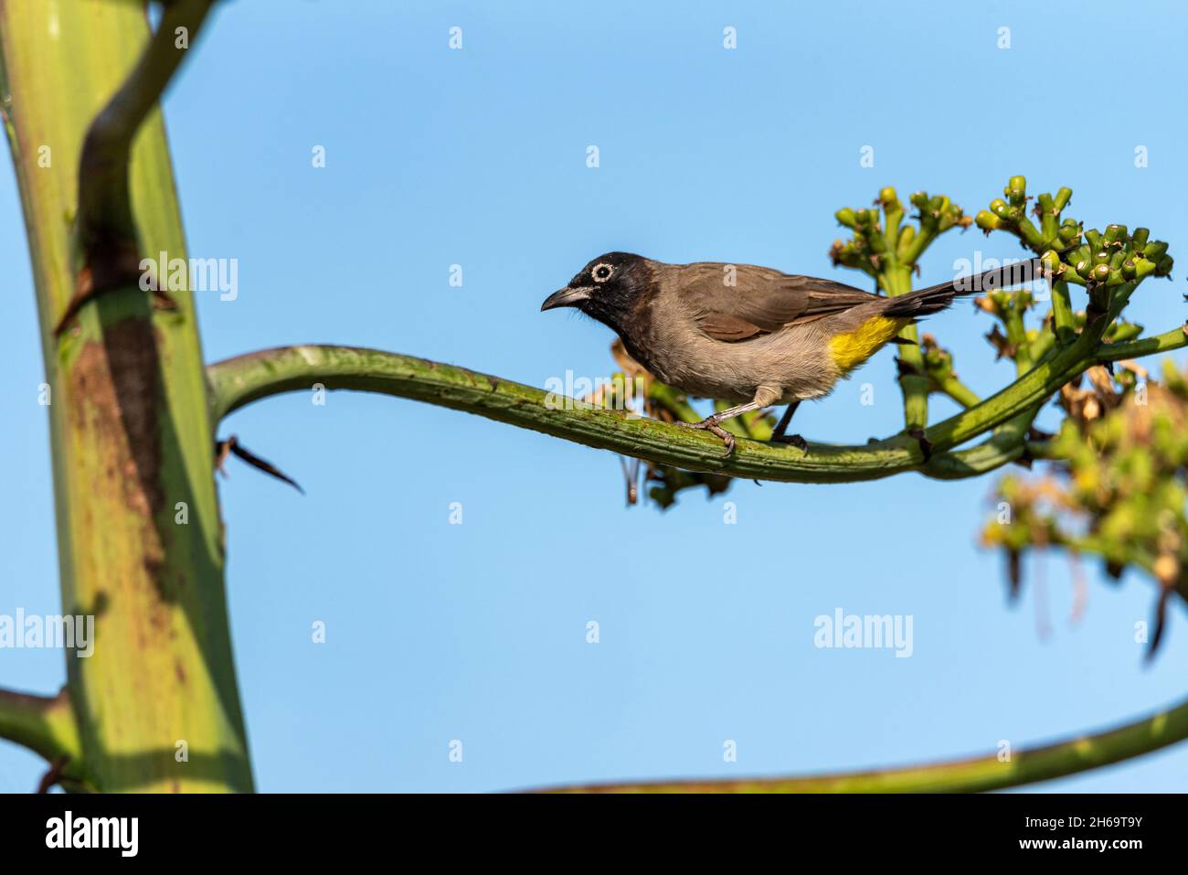Common bulbul, black-eyed bulbul or brown bulbul (Pycnonotus barbatus ...