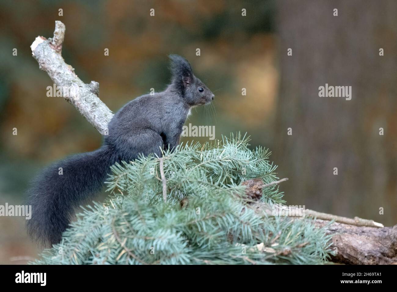 The squirrel runs along the trees and branches, looking for nuts Stock ...