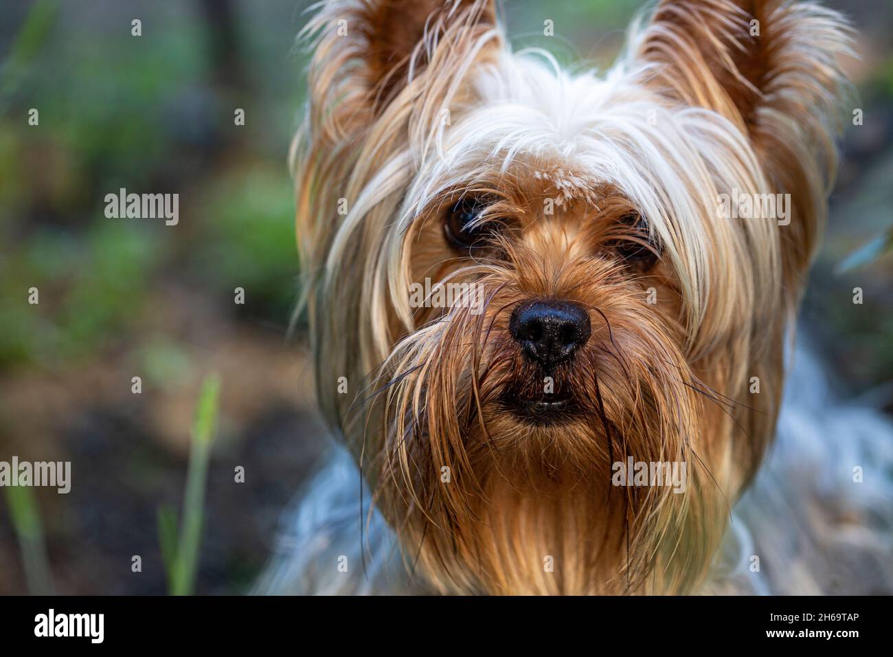 Little Yorkshire Terrier posing an grass. Yorkie Dog Stock Photo - Alamy