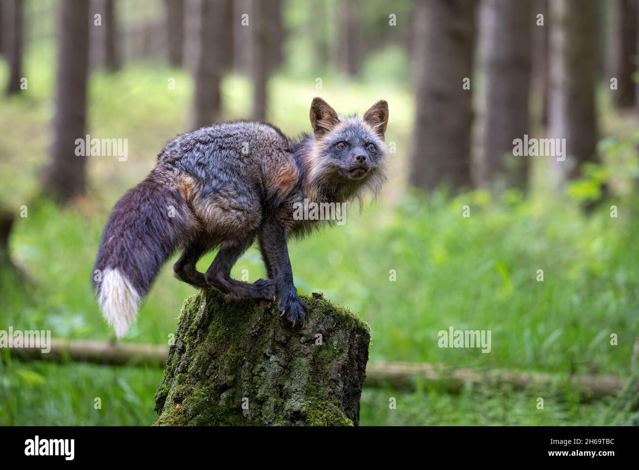 The most beautiful fox in the world sits on a tree stump and watches ...