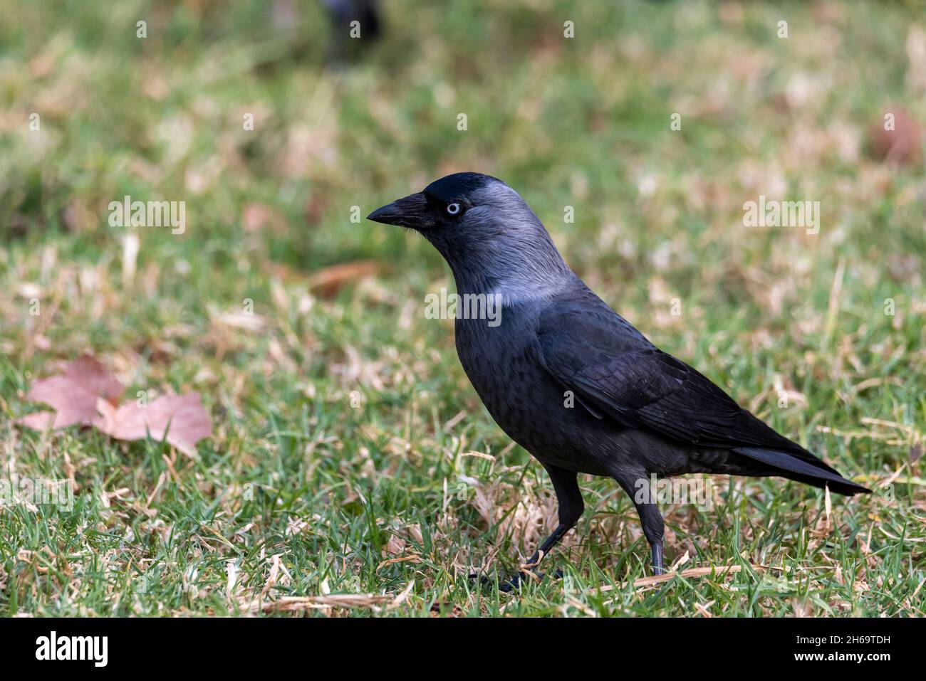 A young black raven walks on the grass Stock Photo - Alamy