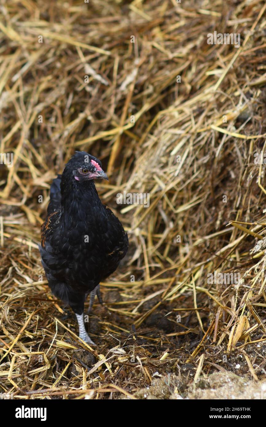 Chicken in a farmyard Stock Photo - Alamy