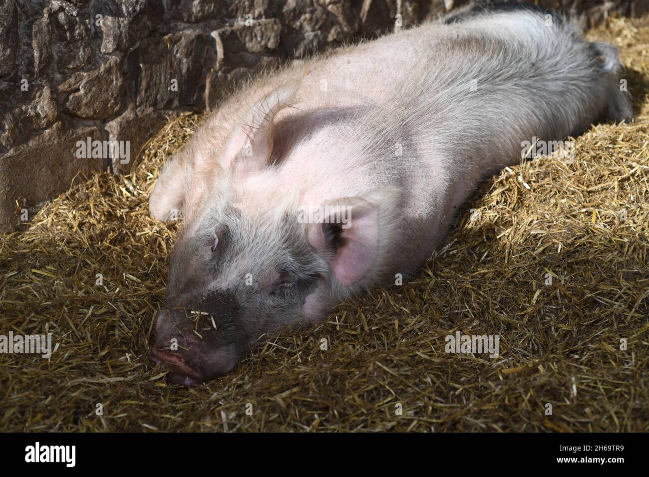 Pig fast asleep hi-res stock photography and images - Alamy