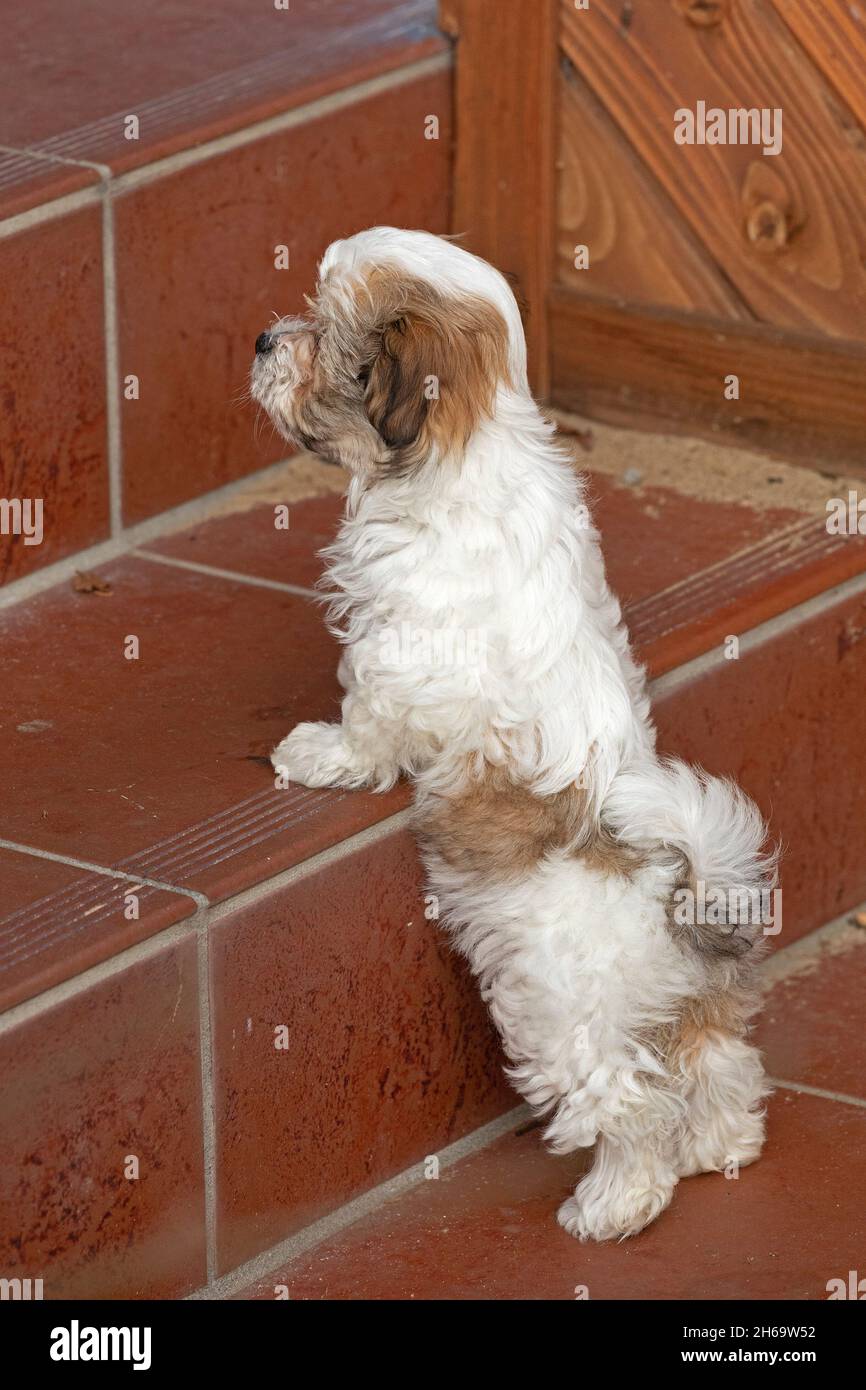 Bolonka Zwetna toy dog pup standing on stairs, Germany Stock Photo - Alamy